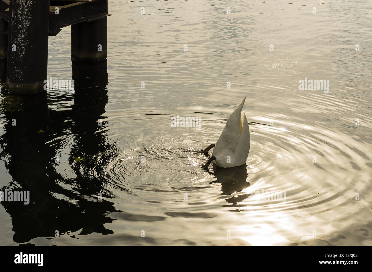 Tail of a diving swan in a lake in the evening sun Stock Photo - Alamy
