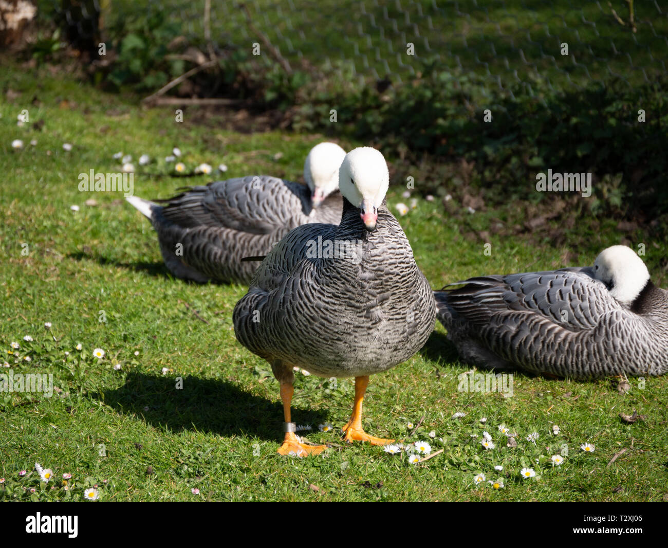 Emperor goose (Anser canagicus Stock Photo - Alamy