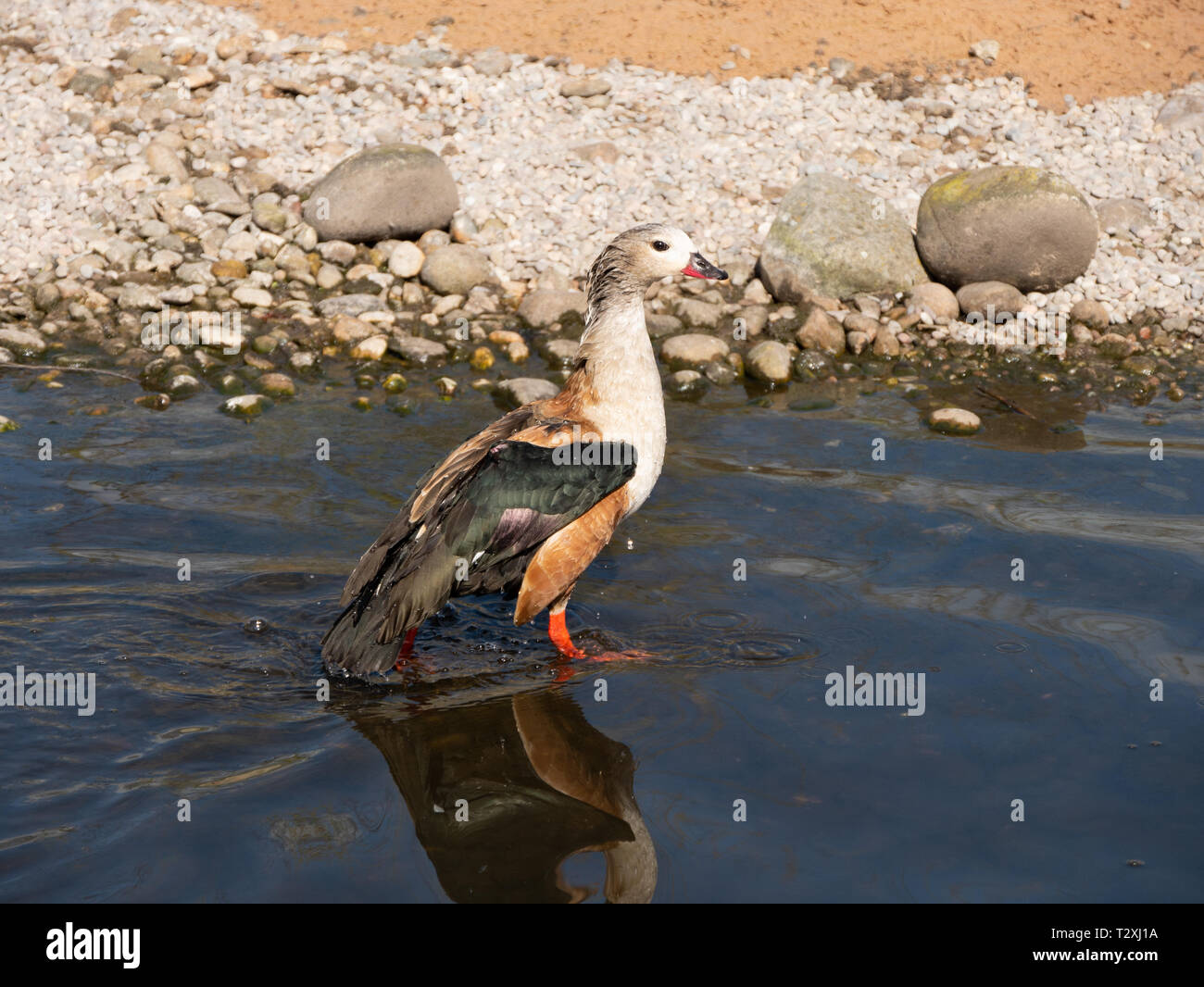 Orinoco goose (Neochen jubata Stock Photo - Alamy
