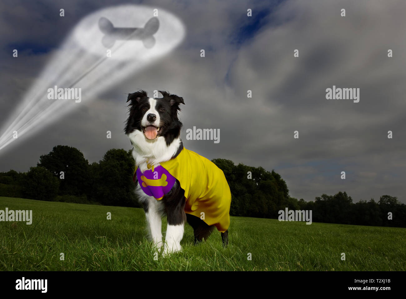 Superdog being signalled by spotlight Stock Photo - Alamy