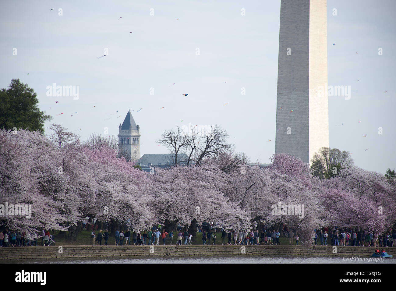 Cherry Blossom Trees with Washington Monument in background Stock Photo ...