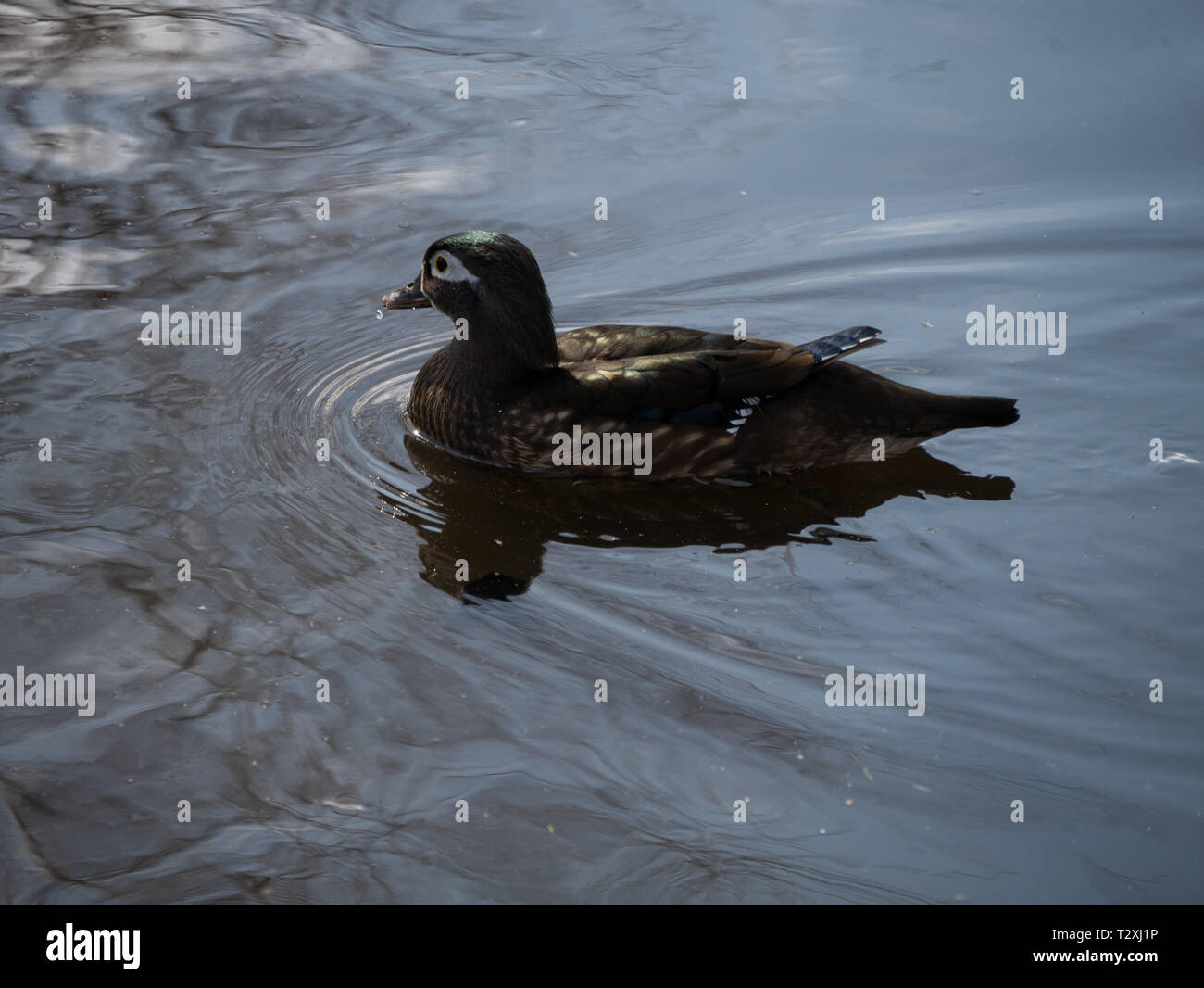 Female Wood duck / Carolina duck (Aix sponsa Stock Photo - Alamy