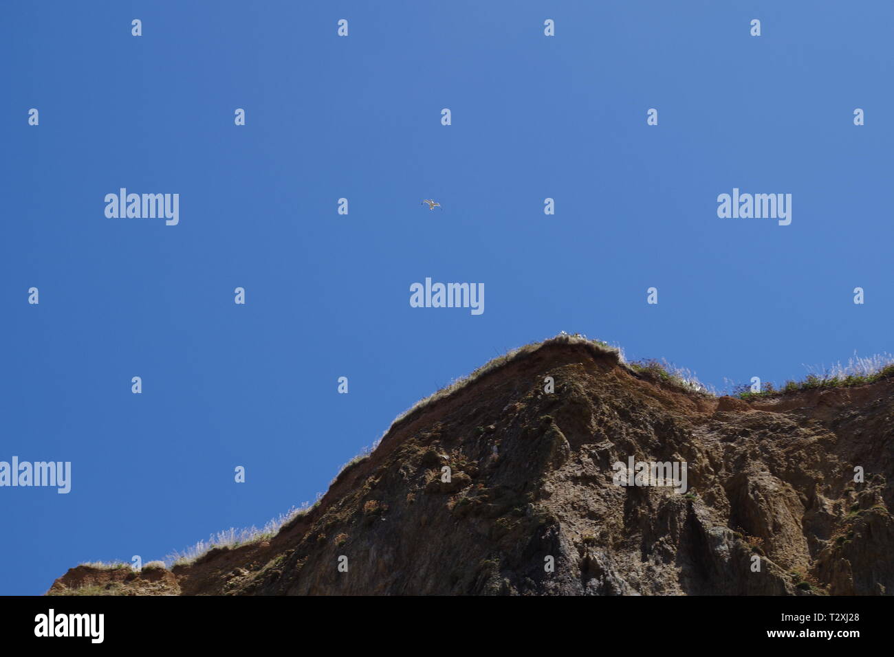 Rugged Slate Sea Cliff by Woolmans Point, Hope Cove, South Devon, UK ...