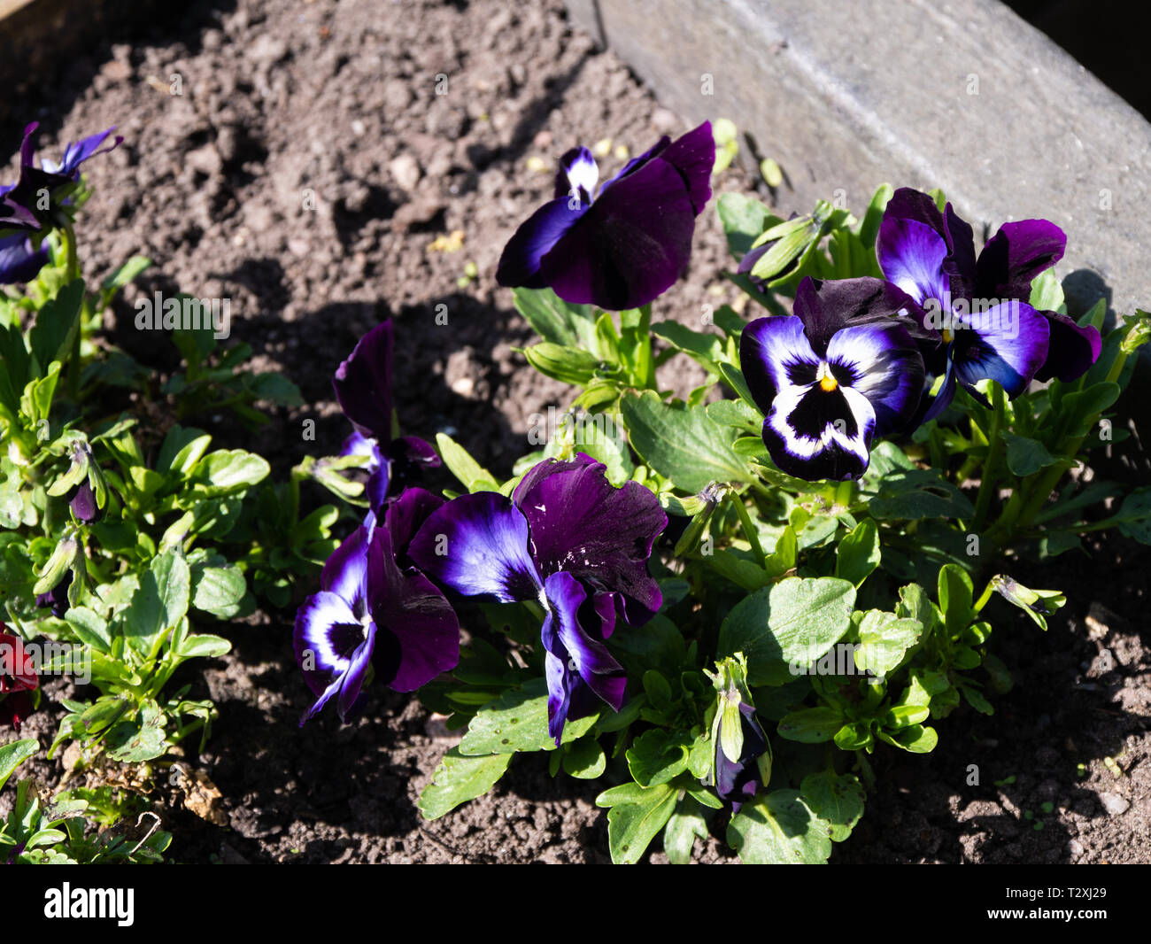 Viola martin hi-res stock photography and images - Alamy
