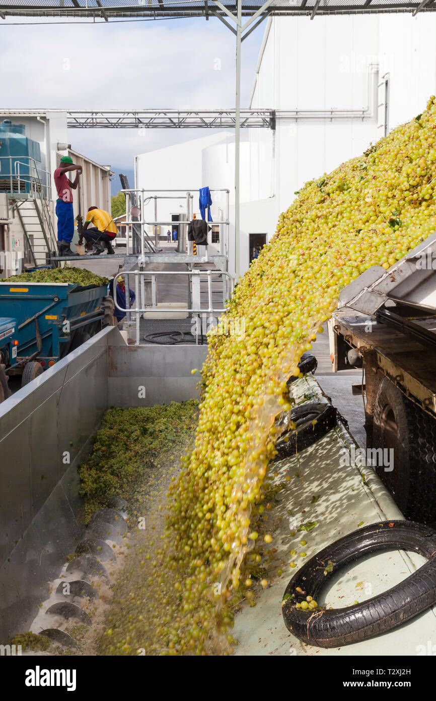 Grape tipping hi-res stock photography and images - Alamy