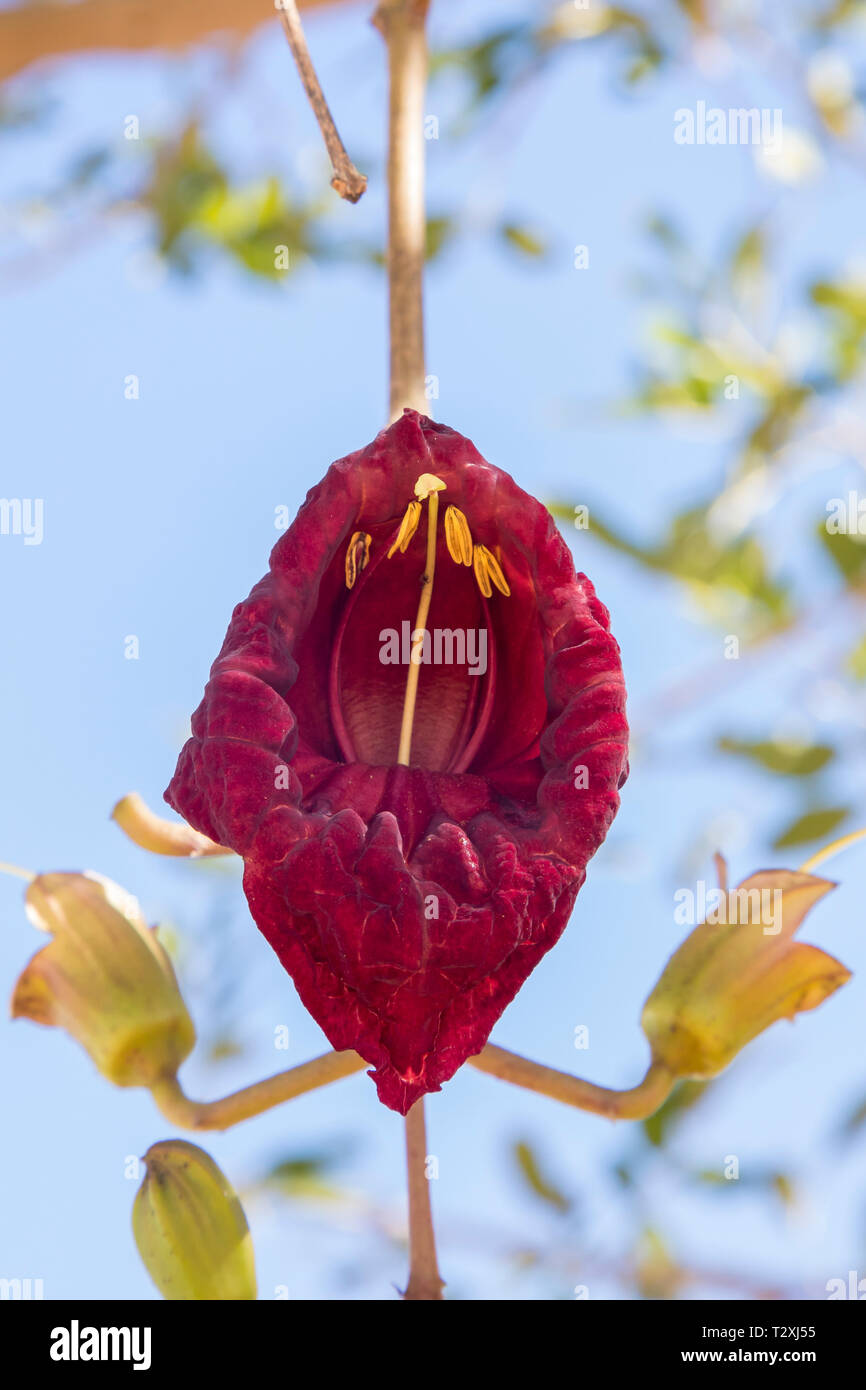 Blood-red flower of the Sausage Tree, Kigelia africana, Kigelia pinnata ...