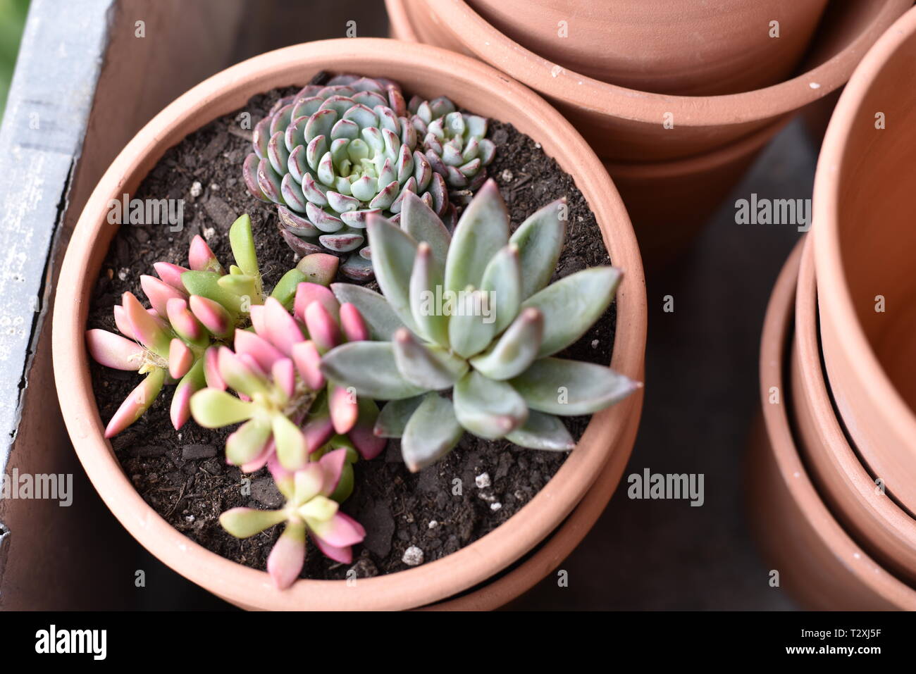 Fleshy tissue hi-res stock photography and images - Alamy