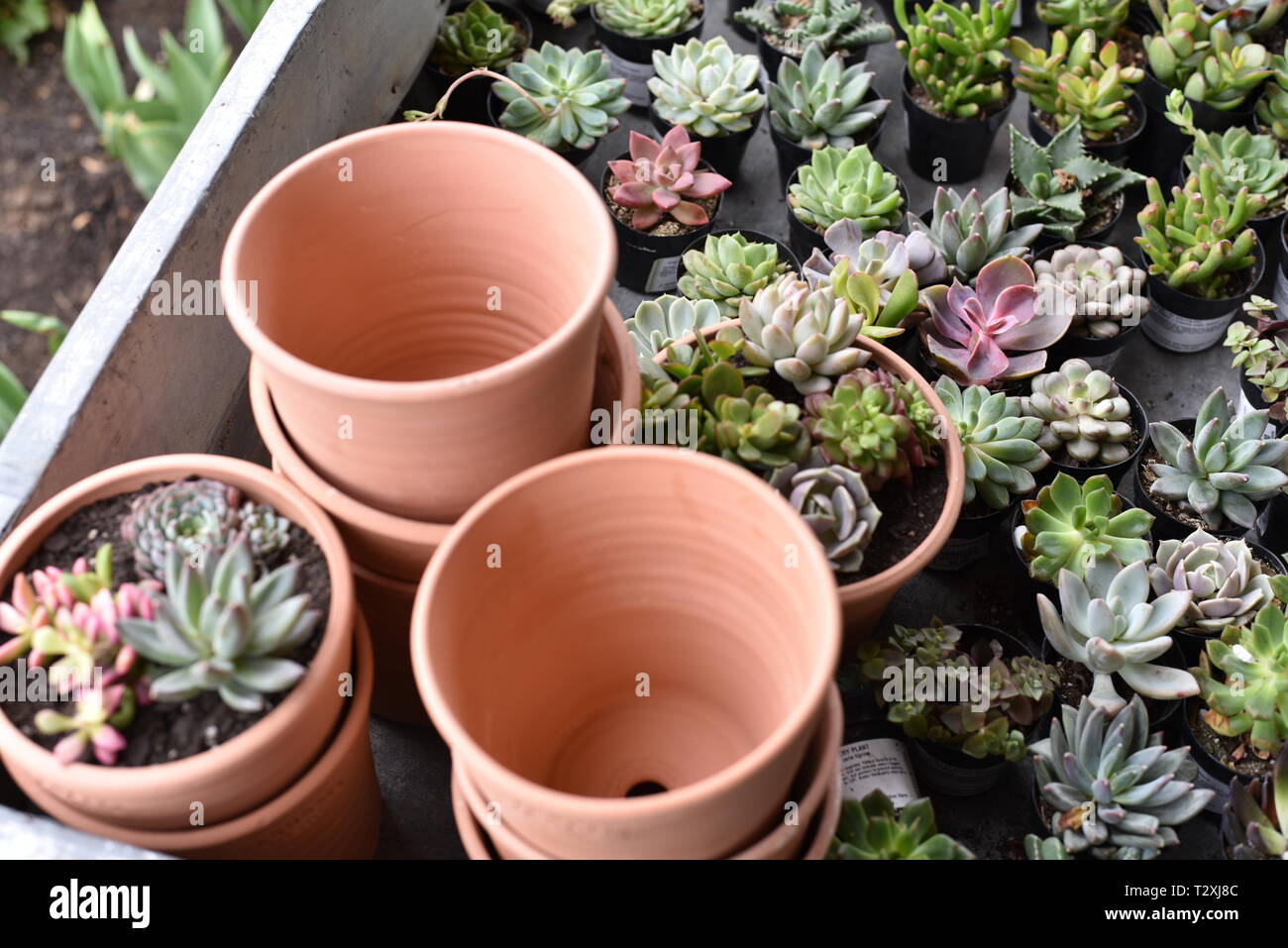 Fleshy tissue hi-res stock photography and images - Alamy