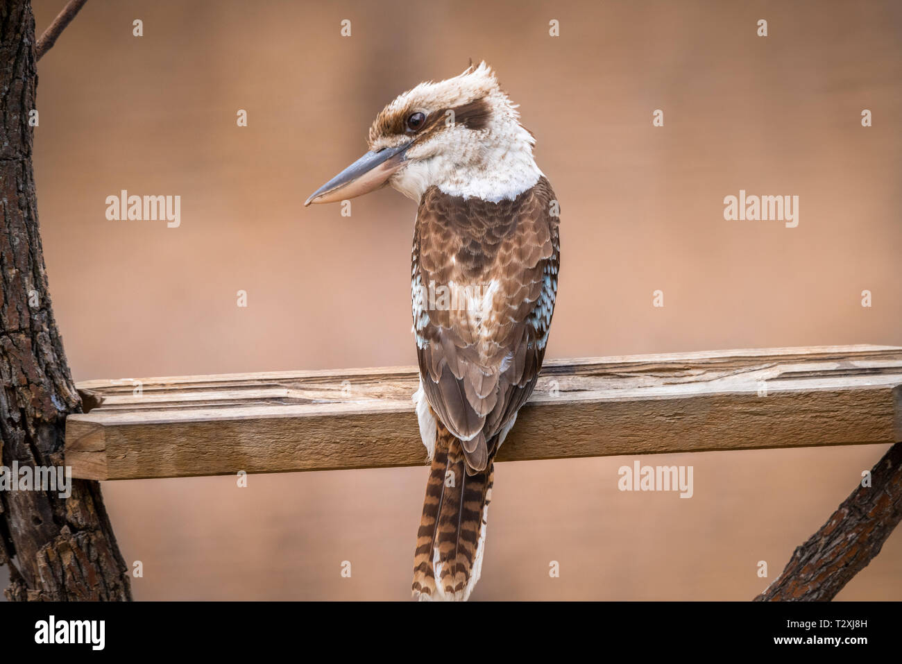 Laughing kookaburra portrait on hi-res stock photography and images - Alamy