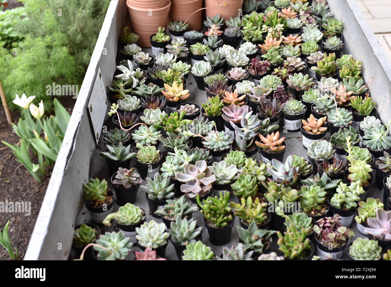 Plantingbed hi-res stock photography and images - Alamy