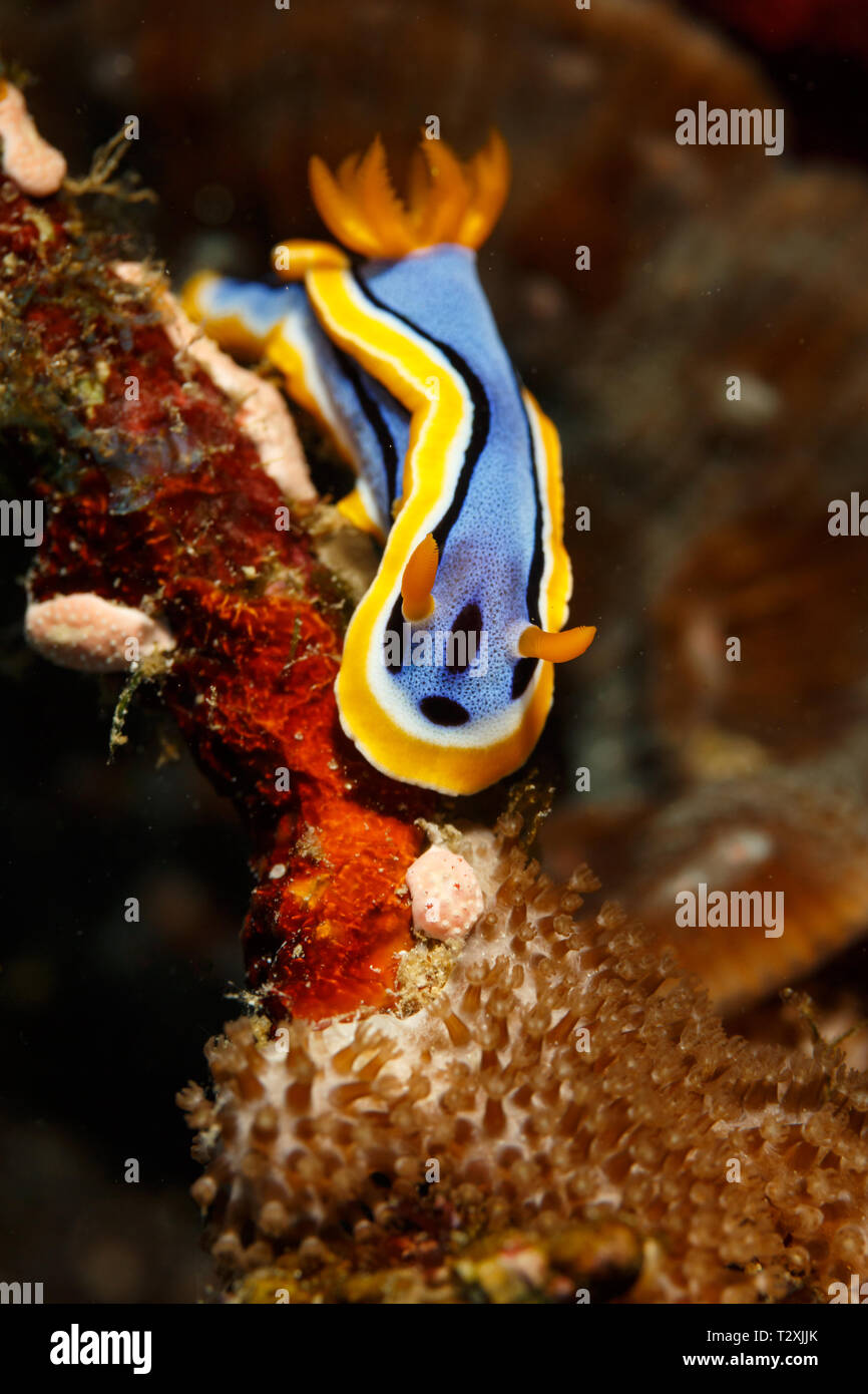 Blue sea slugs hi-res stock photography and images - Alamy