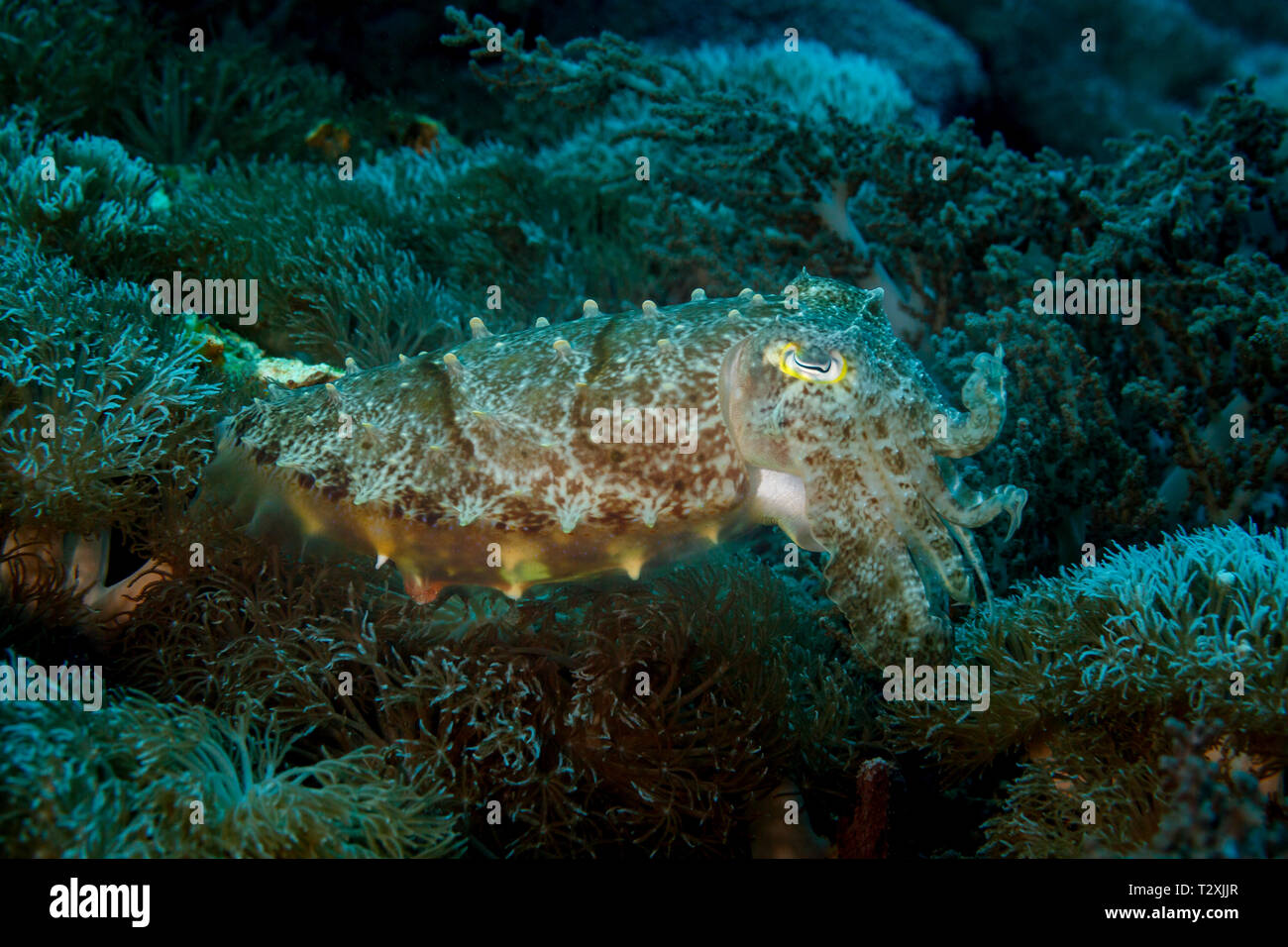 Soft cuttlefish hi-res stock photography and images - Alamy