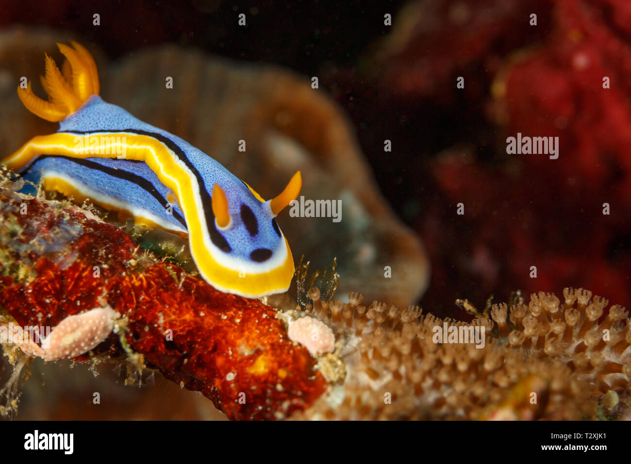 Glaucus Atlanticus Aquarium