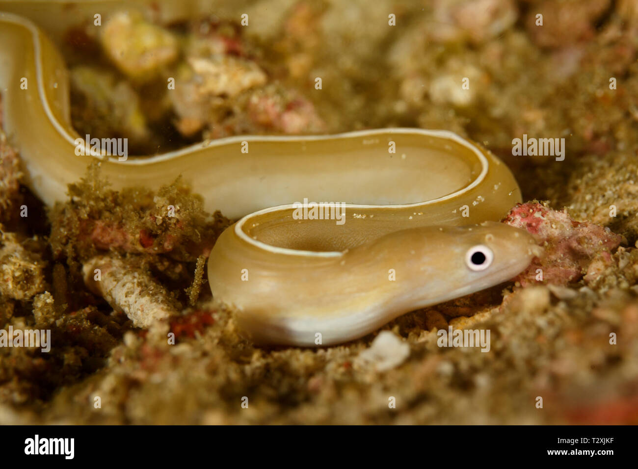 Blue Skinned Fish High Resolution Stock Photography and Images - Alamy