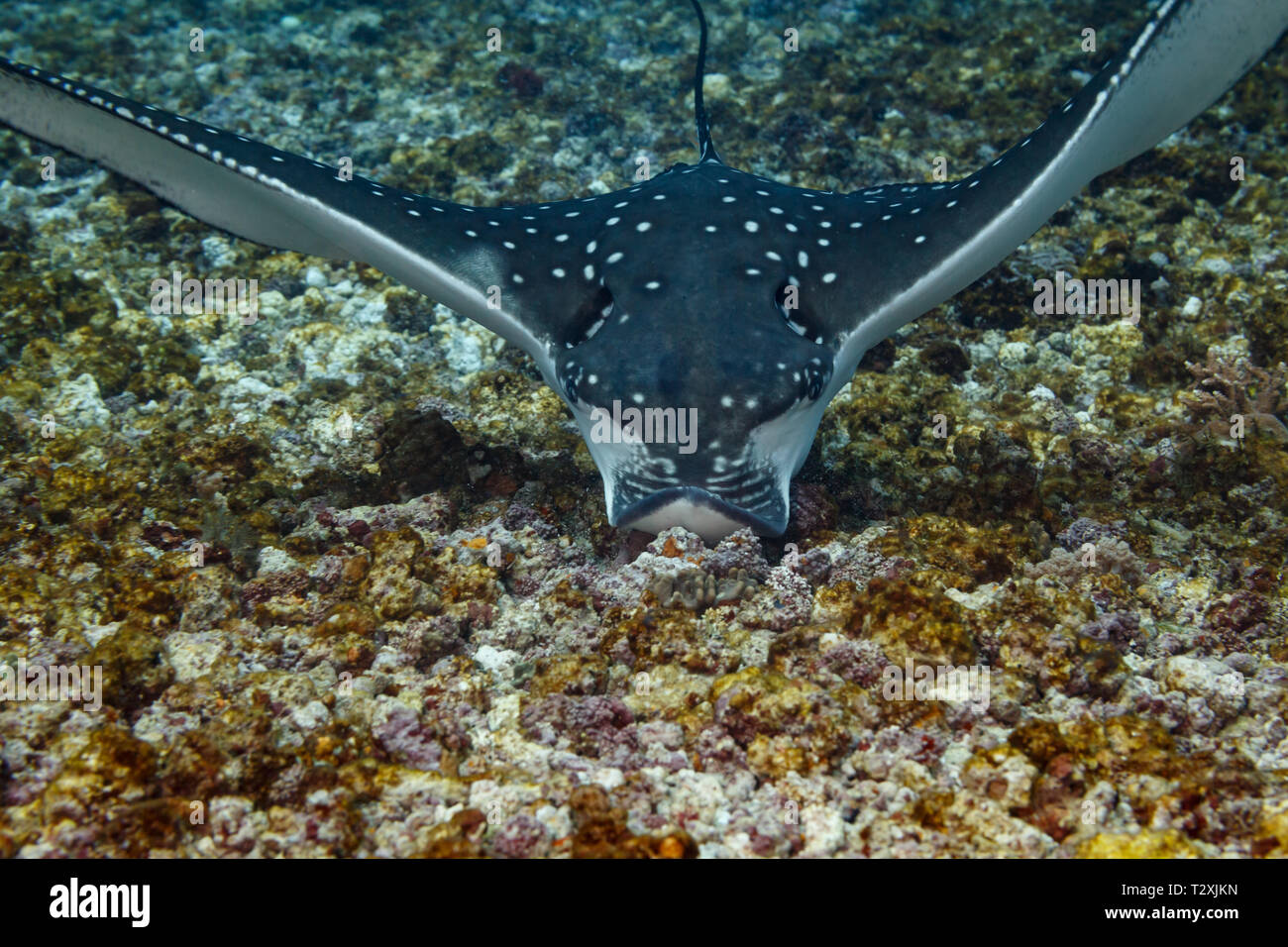 Spotted rays hi-res stock photography and images - Alamy
