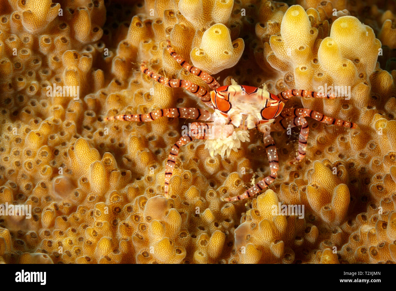 Boxer crab pom pom crab hi-res stock photography and images - Alamy