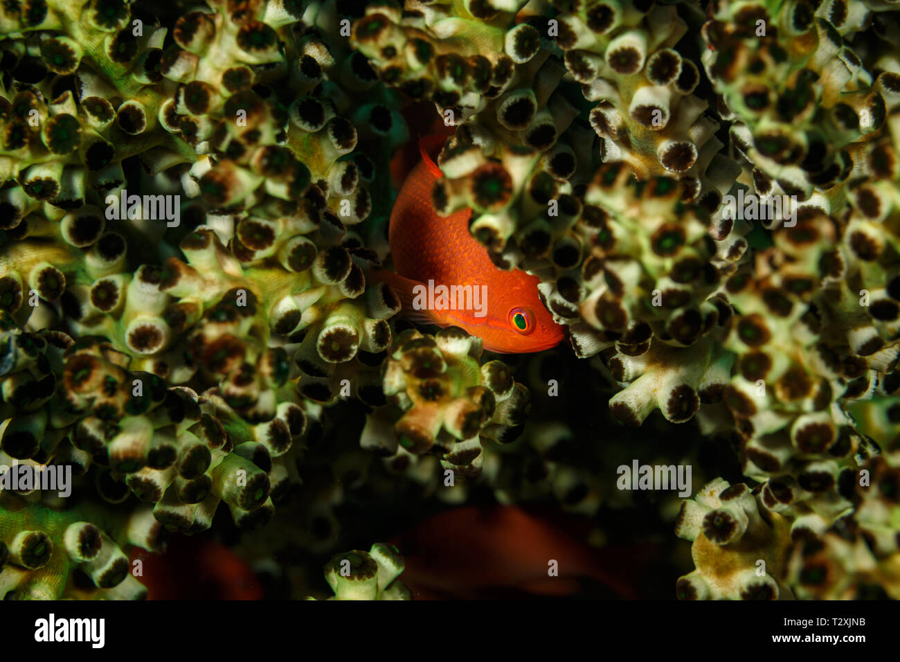 Orange clown fish Antedon petasus, hides in polyps from predators Stock ...