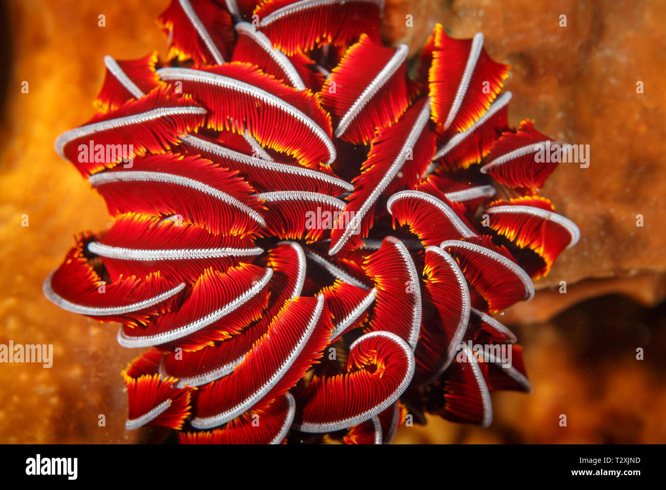 Red feather star hi-res stock photography and images - Alamy