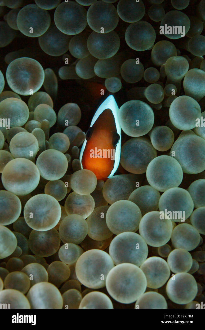 Diver with clown fish hi-res stock photography and images - Alamy