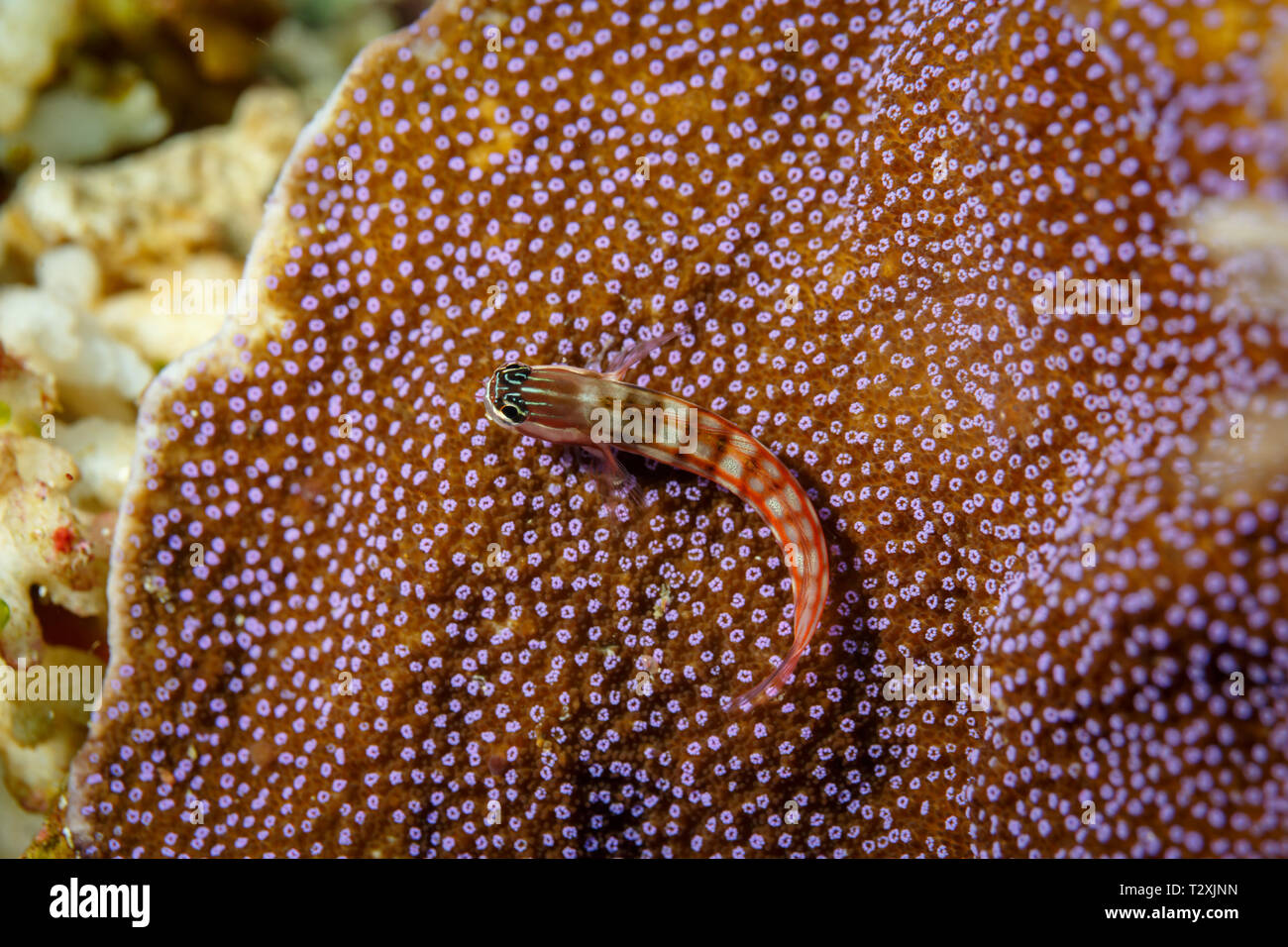 Colony of polyps hi-res stock photography and images - Alamy
