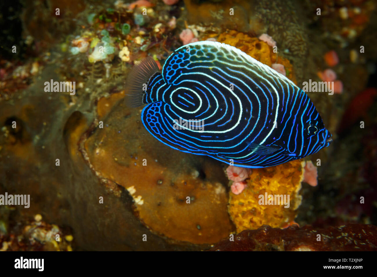 Blue Ring Angelfish Juvenile