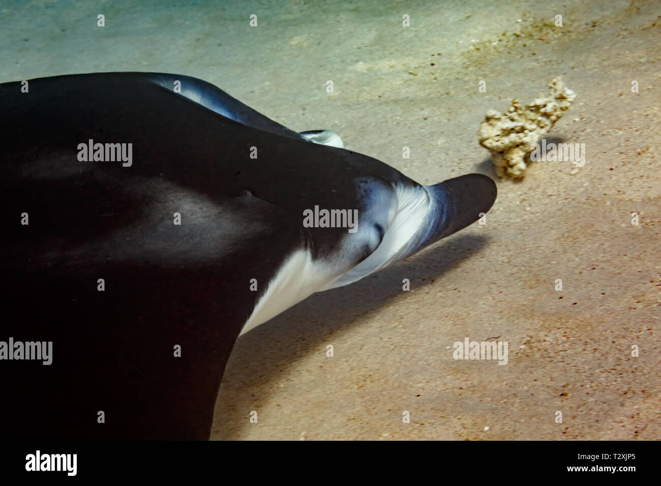 Closeup of rays of manta ray , Manta alfredi, swimming low over sea ...