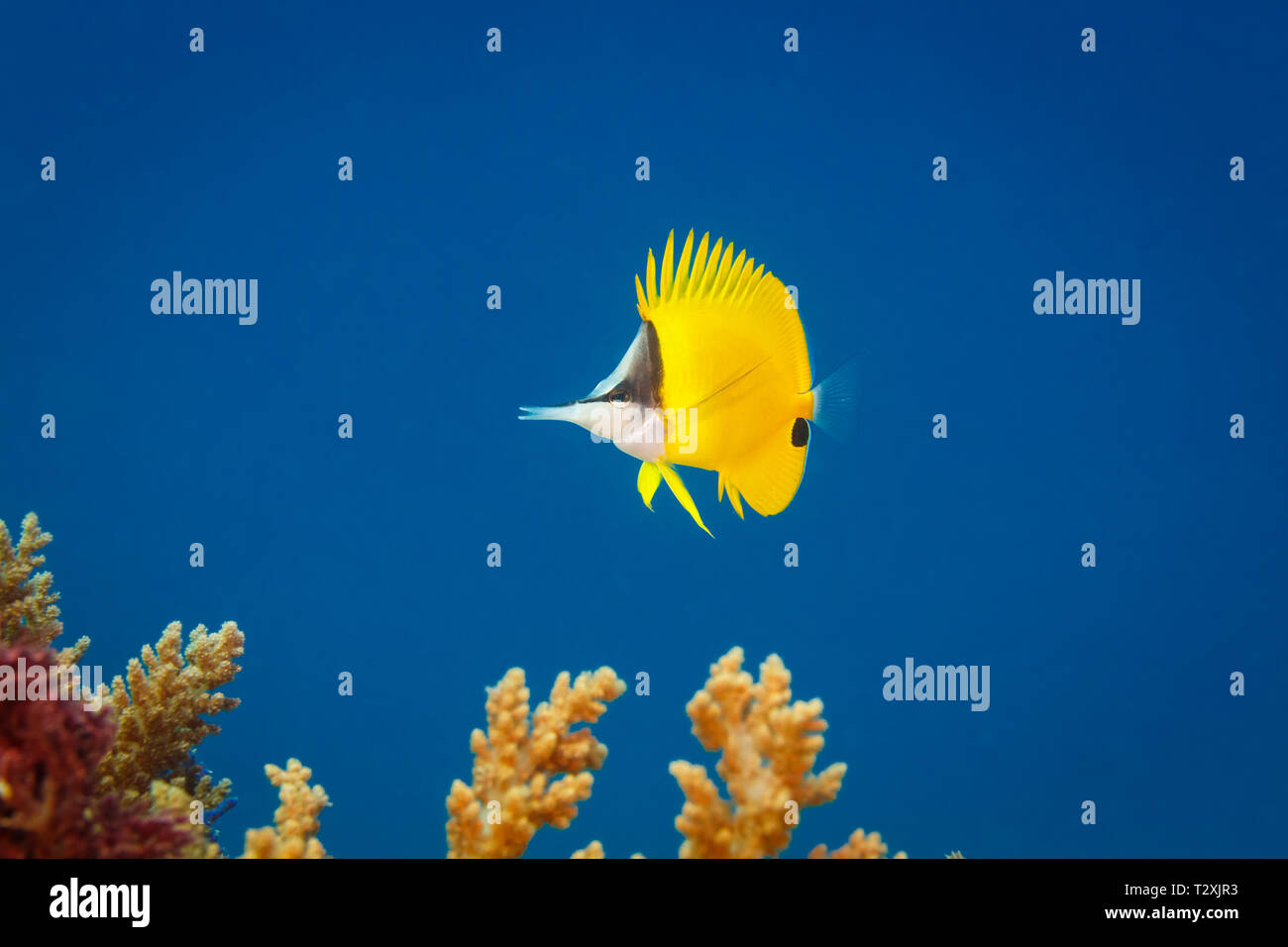 Yellow longnose butterflyfish, Forcipiger flavissimus, swims in blue ...