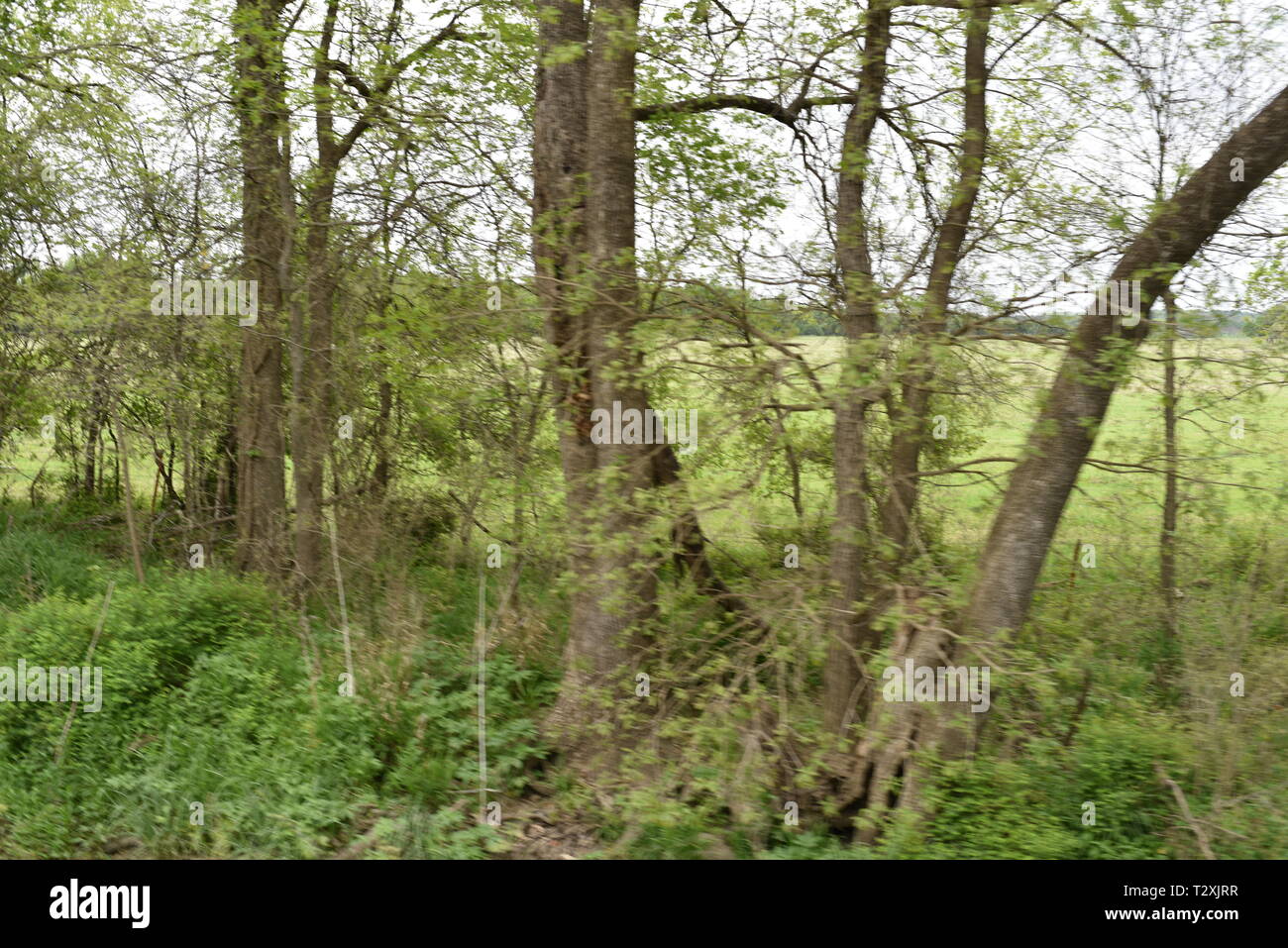 Overgrown pastures hi-res stock photography and images - Alamy