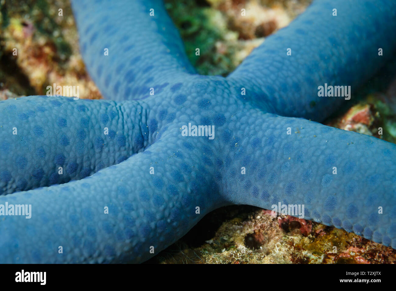 Linckia laevigata hi-res stock photography and images - Alamy