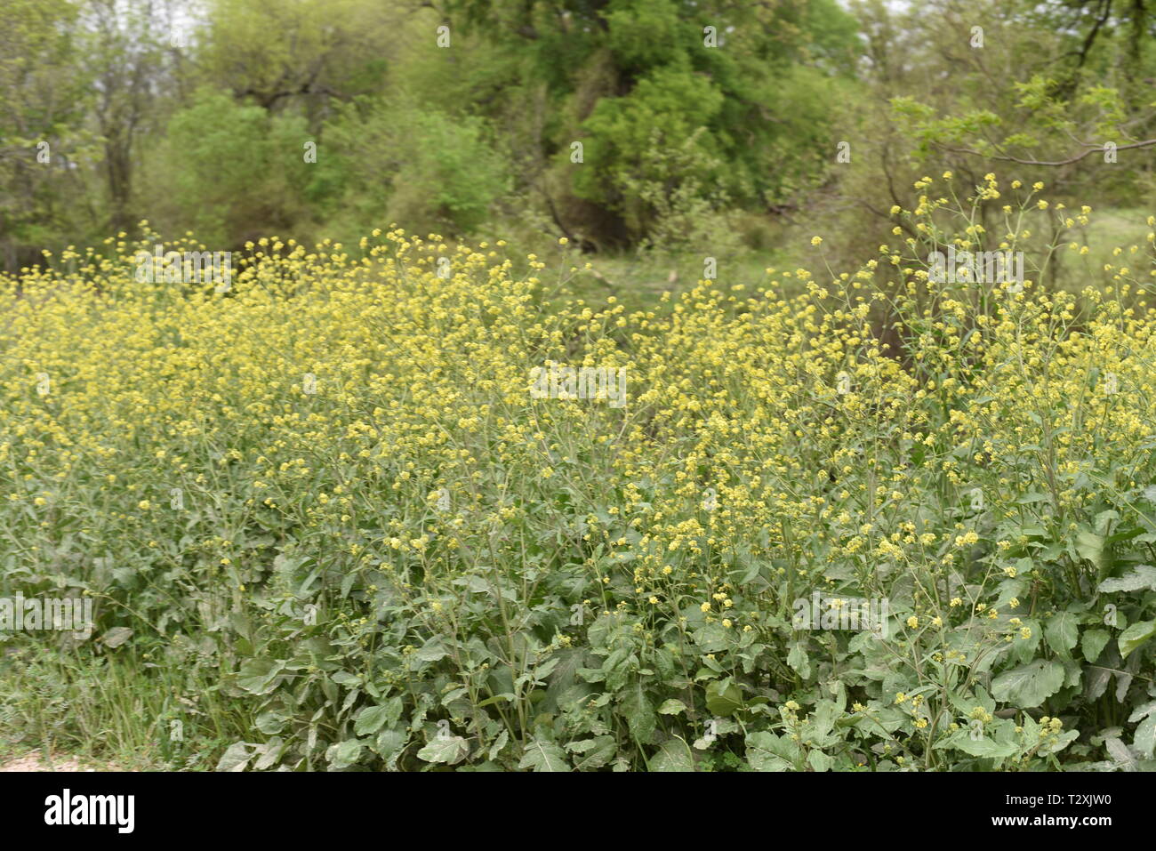 Mustard seed community hi-res stock photography and images - Alamy