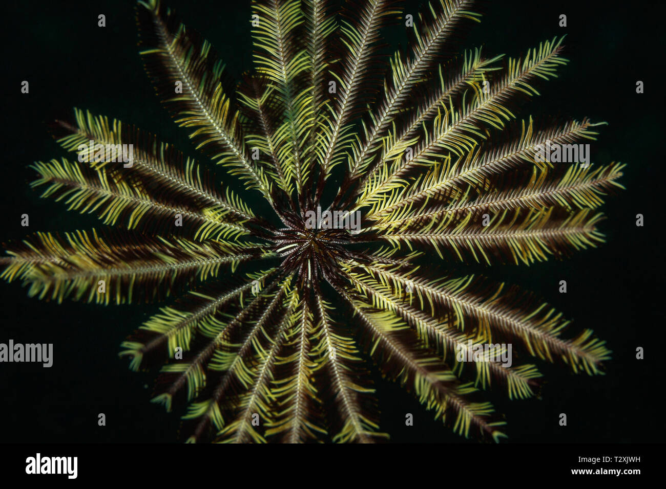 Closeup of feather star from top fully open, crinoid,Feather Star or ...