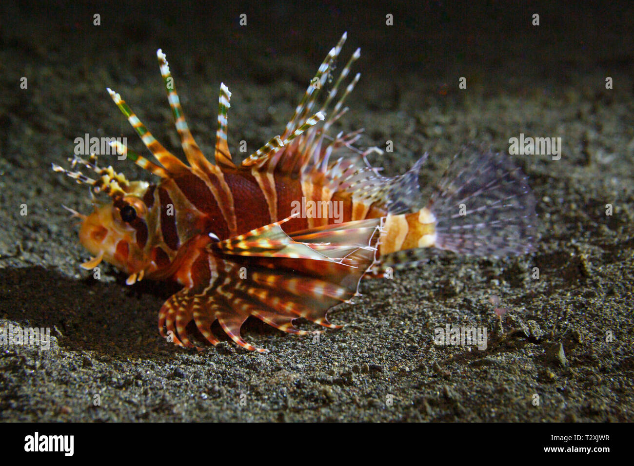 Zebra fish hi-res stock photography and images - Alamy