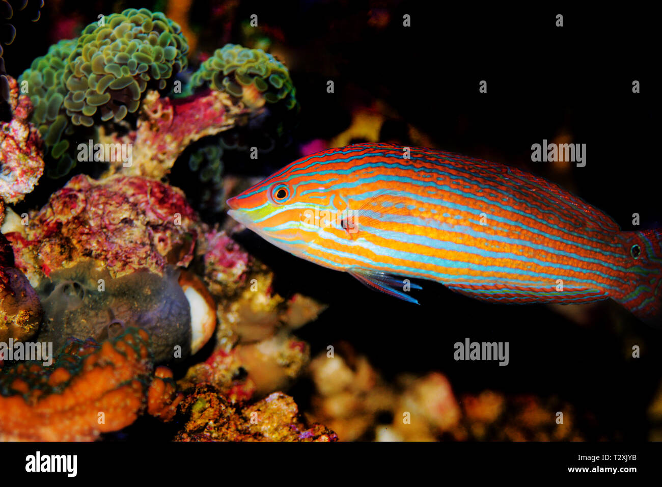 Tail Spot Hoeven's melanurus Wrasse - (Halichoeres melanurus Stock ...