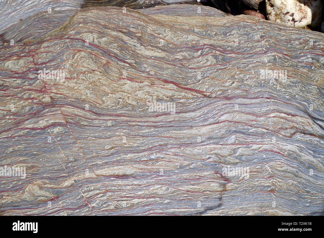 Natural Background of Red Banded and Veined Devonian Slate. Hope Cove ...