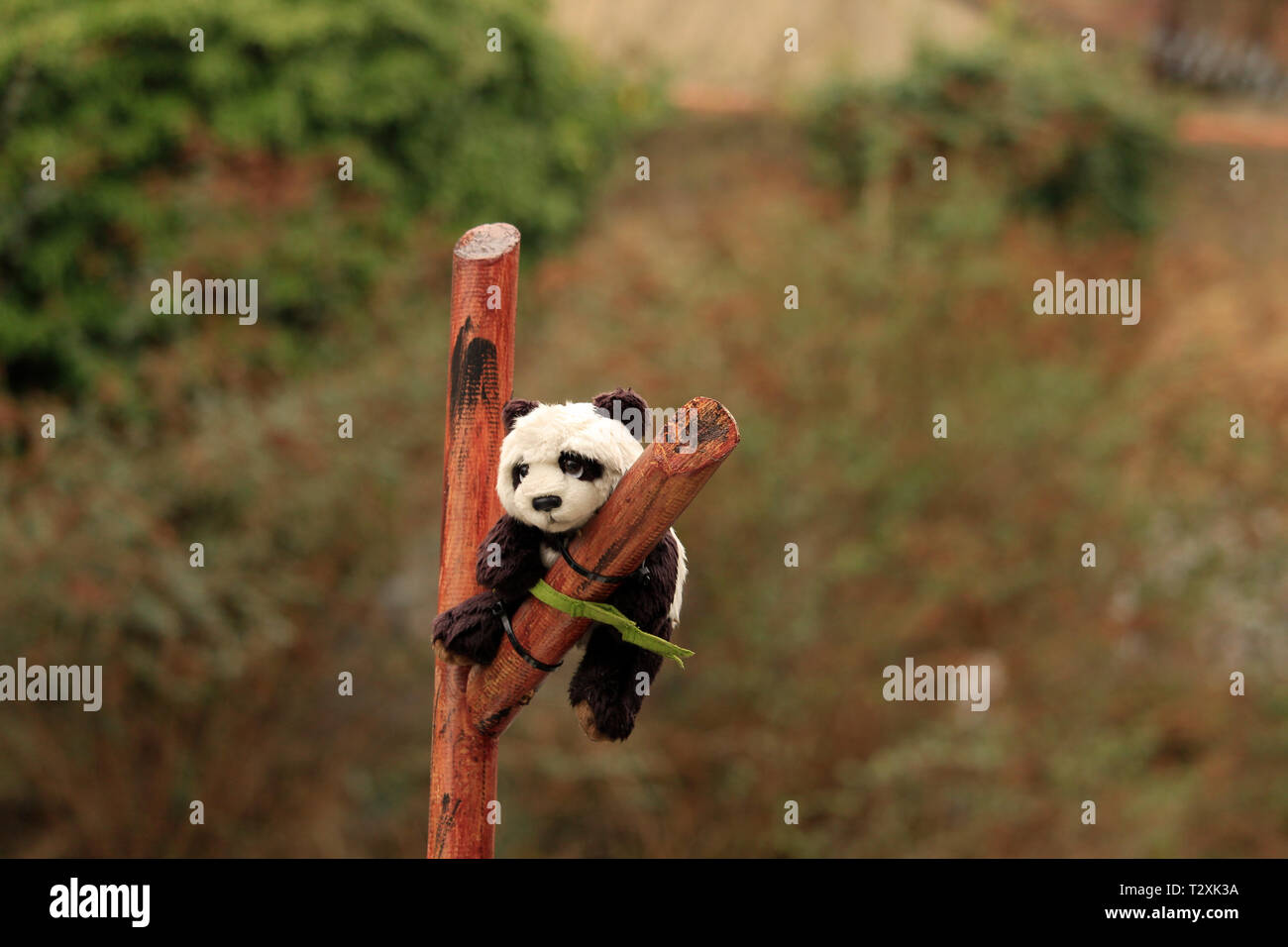 Toy panda on branch Stock Photo - Alamy