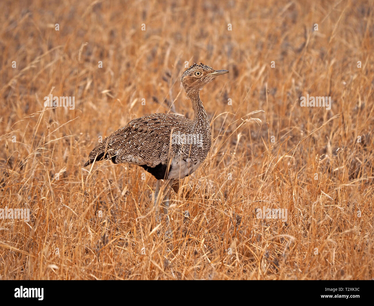 Startled birds hi-res stock photography and images - Alamy