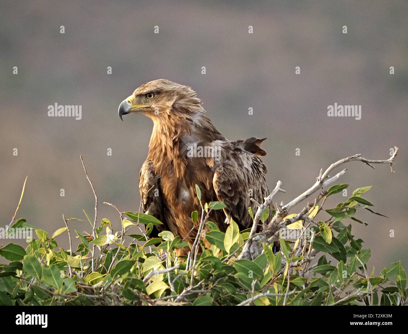 Black ruffle feathers hi-res stock photography and images - Alamy