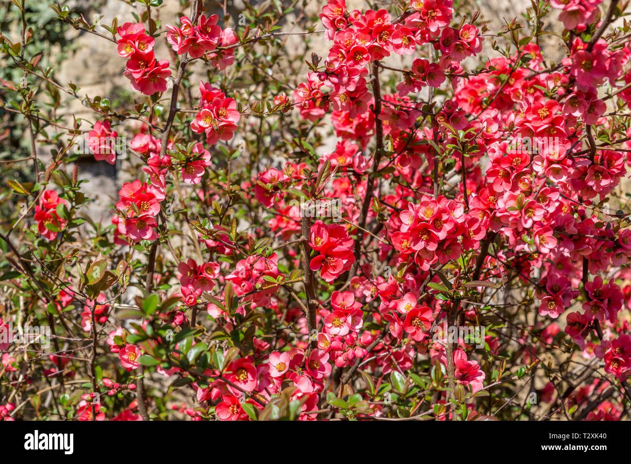 Blossom of hope hi-res stock photography and images - Alamy