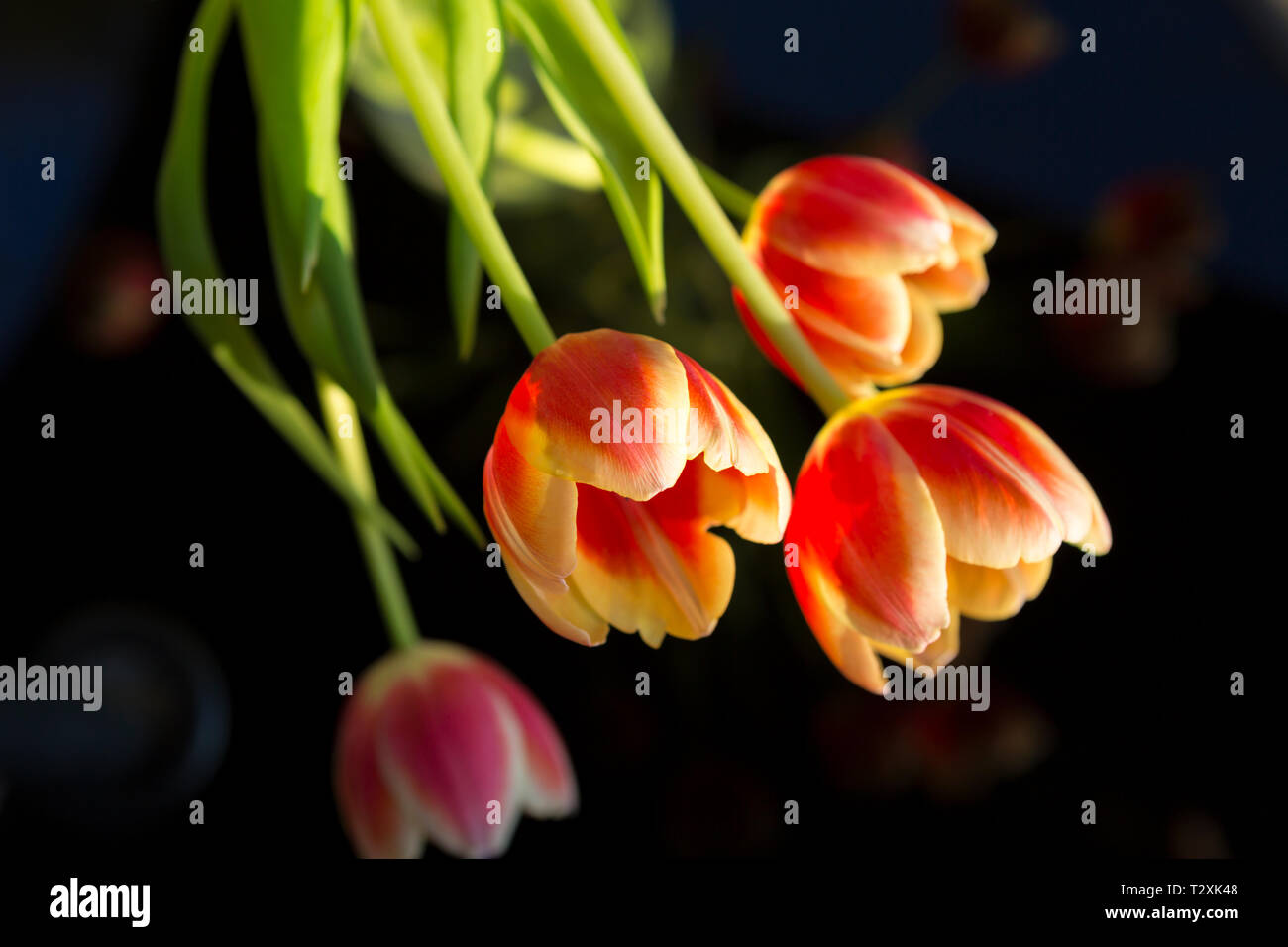 Spring garden colour harmony hi-res stock photography and images - Alamy