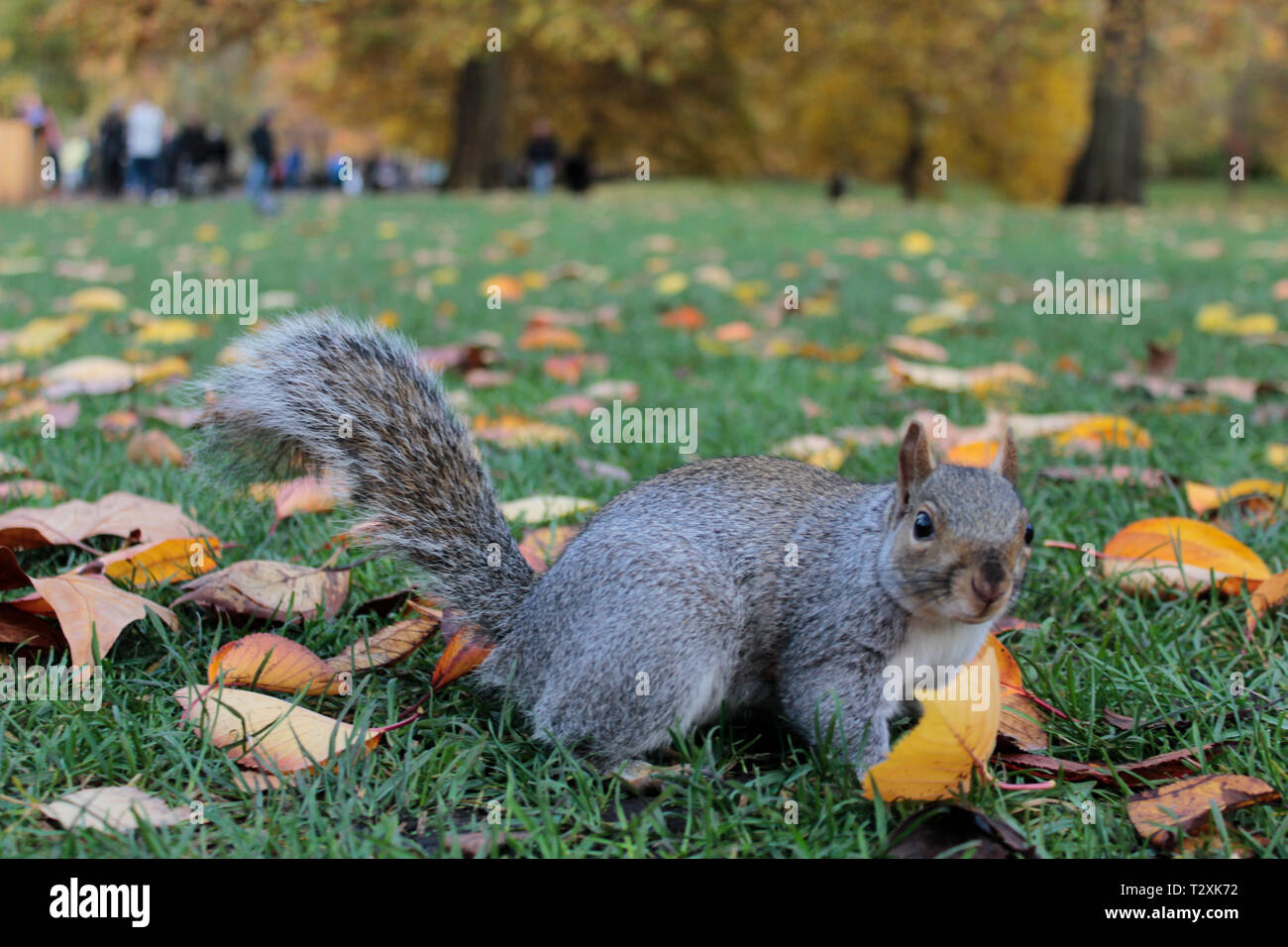 Squirrel on grass Stock Photo - Alamy