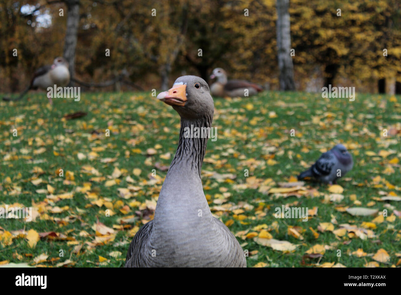 Funny looking goose Stock Photo - Alamy