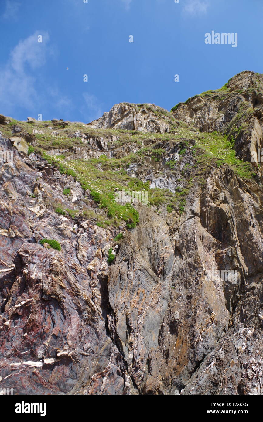 Rugged Slate Sea Cliff by Woolmans Point, Hope Cove, South Devon, UK ...