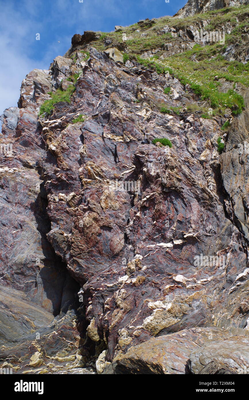 Natural Background of Red Banded and Veined Devonian Slate. Hope Cove ...
