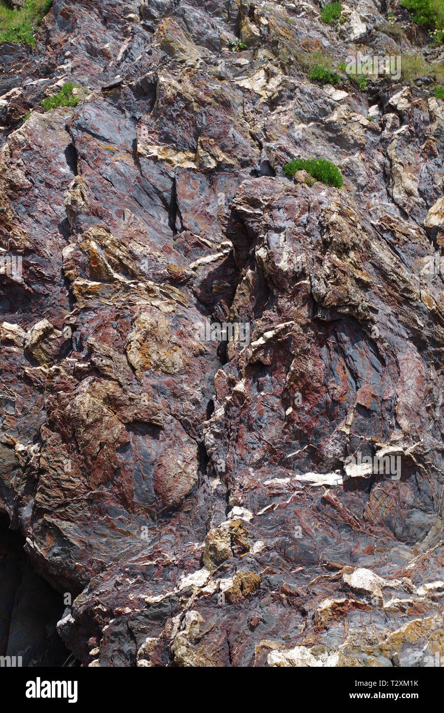 Natural Background of Red Banded and Veined Devonian Slate. Hope Cove ...
