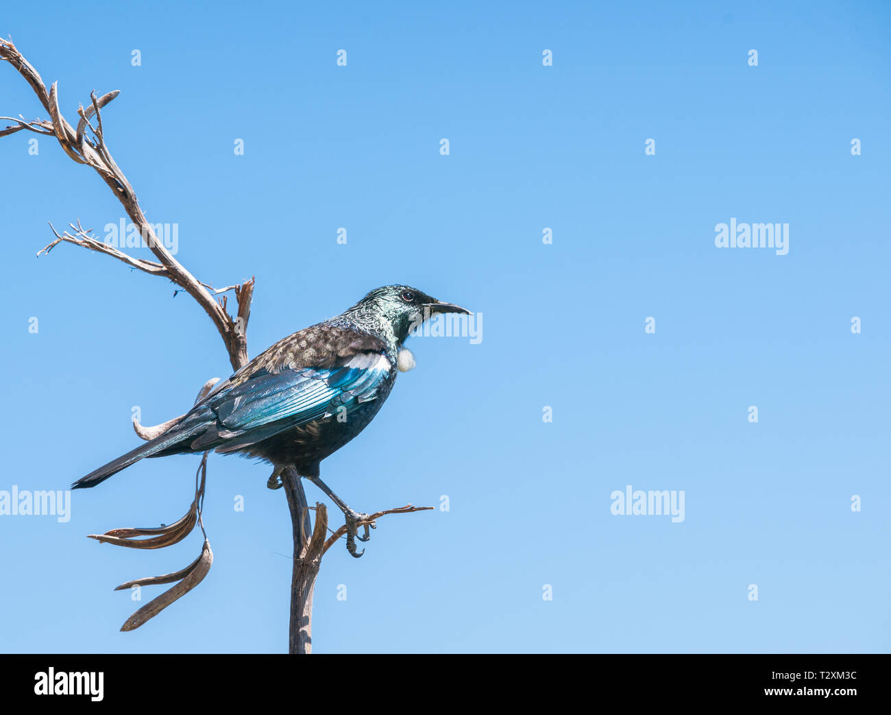 Tui nz hi-res stock photography and images - Alamy