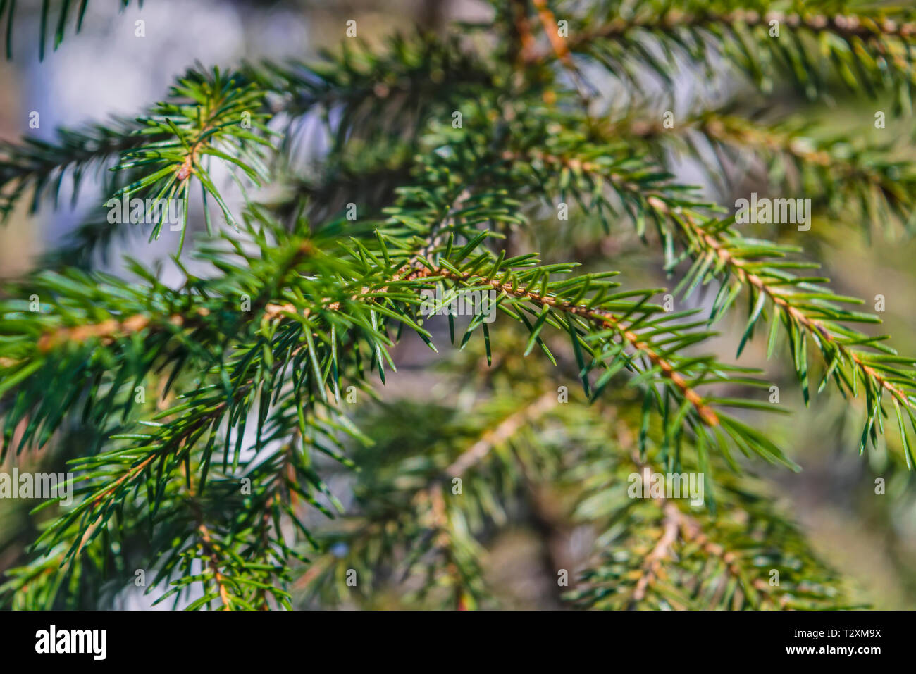 Branch of tree with blurred background hi-res stock photography and ...
