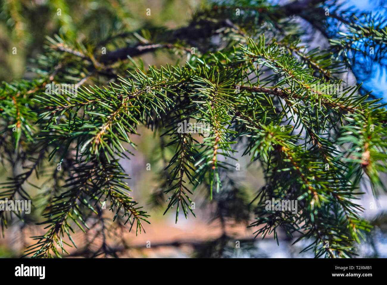 Branch of tree with blurred background hi-res stock photography and ...