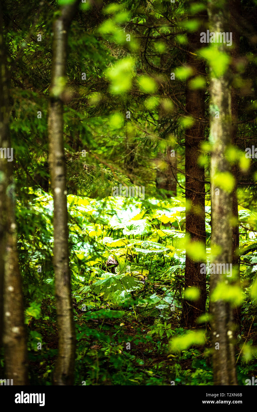 walking in wet misty autumn forest with fog and old trees. rain coming ...