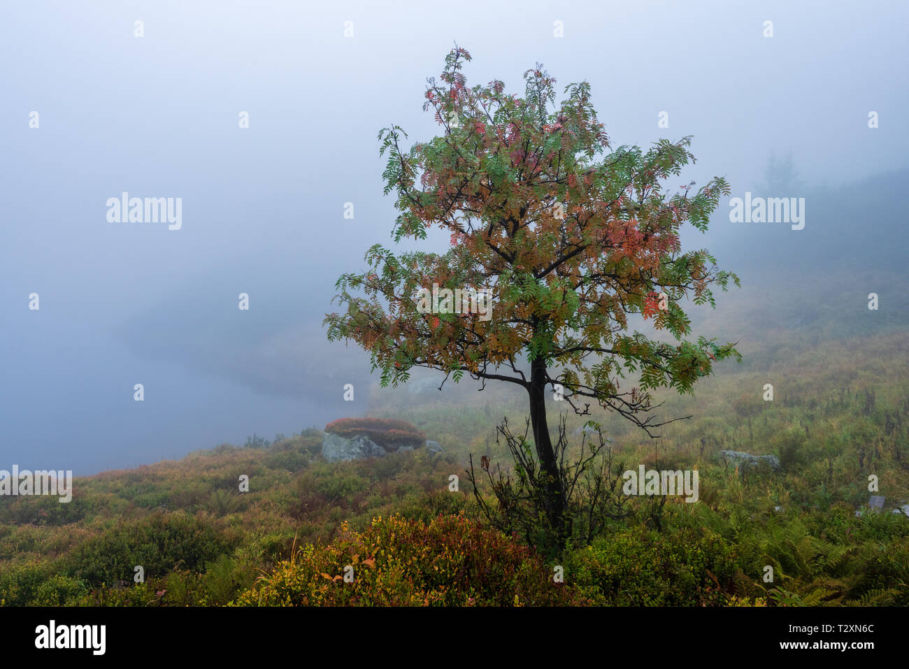 walking in wet misty autumn forest with fog and old trees. rain coming ...
