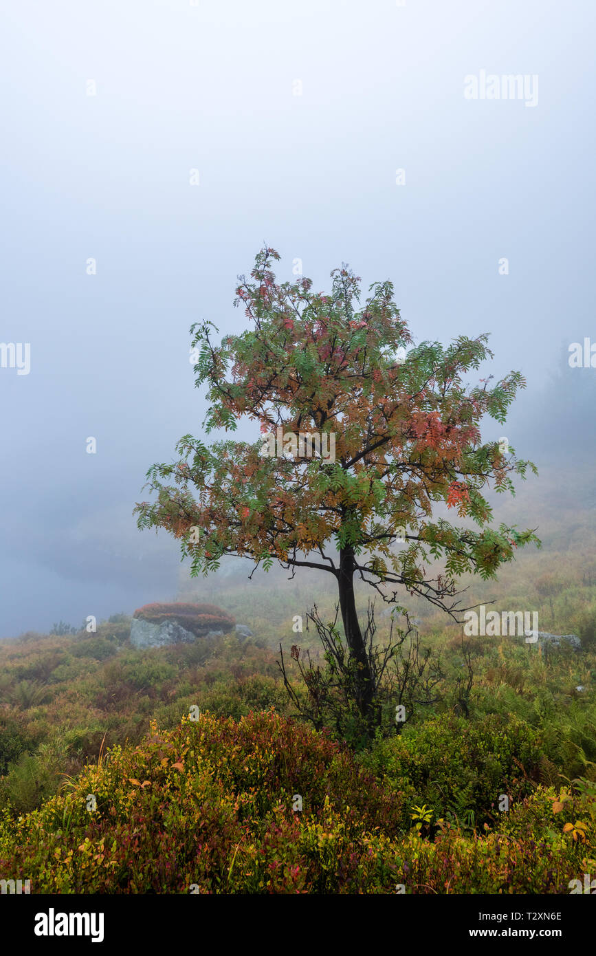 walking in wet misty autumn forest with fog and old trees. rain coming ...